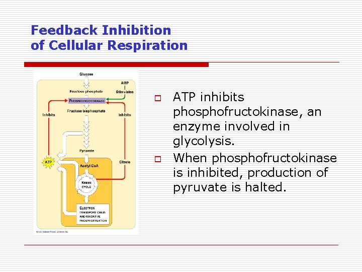Cellular Respiration Aerobic Respiration The Harvesting of Chemical