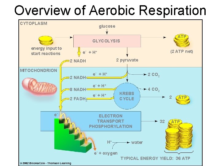 Cellular Respiration Aerobic Respiration The Harvesting of Chemical