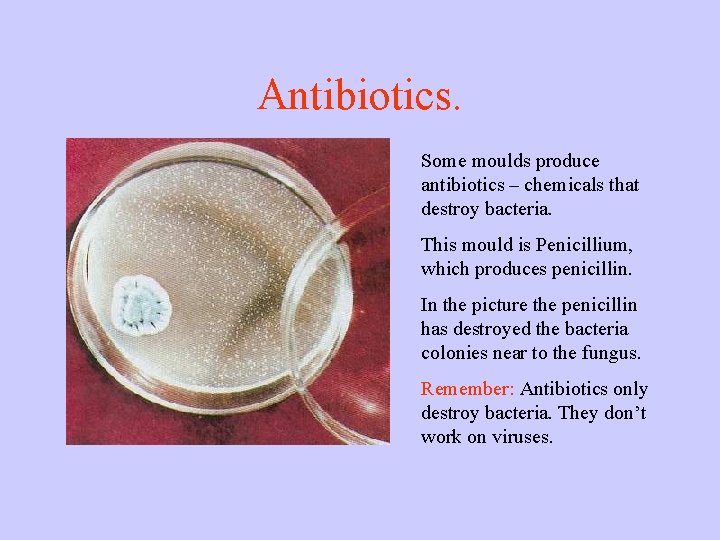 Microorganisms CA 2005 Microorganisms include Bacteria Fungi Viruses
