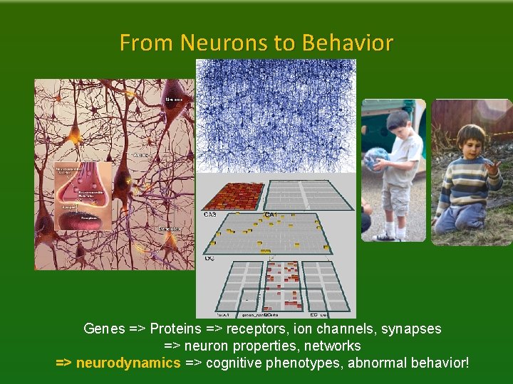 From autism to ADHD comprehensive theory based on