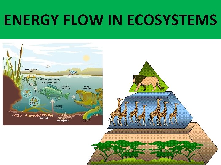 ENERGY FLOW IN ECOSYSTEMS Matter and energy flow