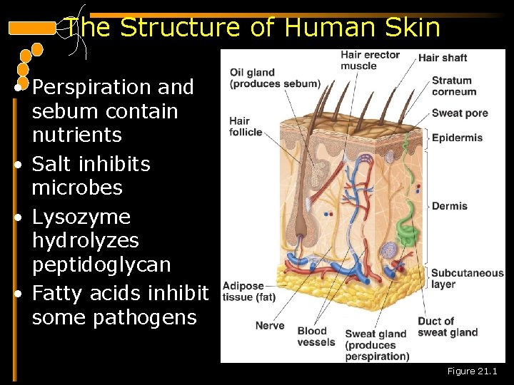 Bacterial and viral skin and soft tissue infections