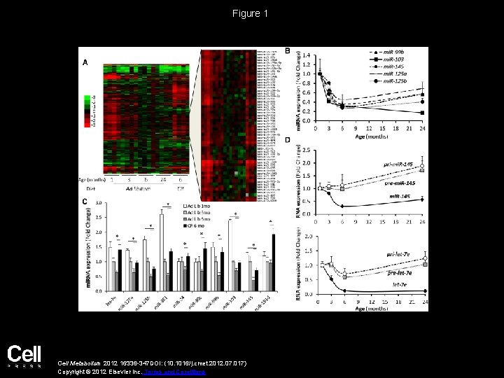 Role of Micro RNA Processing in Adipose Tissue