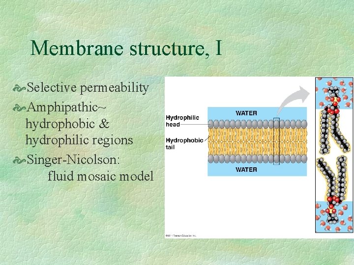 Chapter 7 Membrane Structure Function What You Must