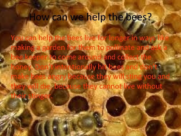 What is the human impact on bees HOW