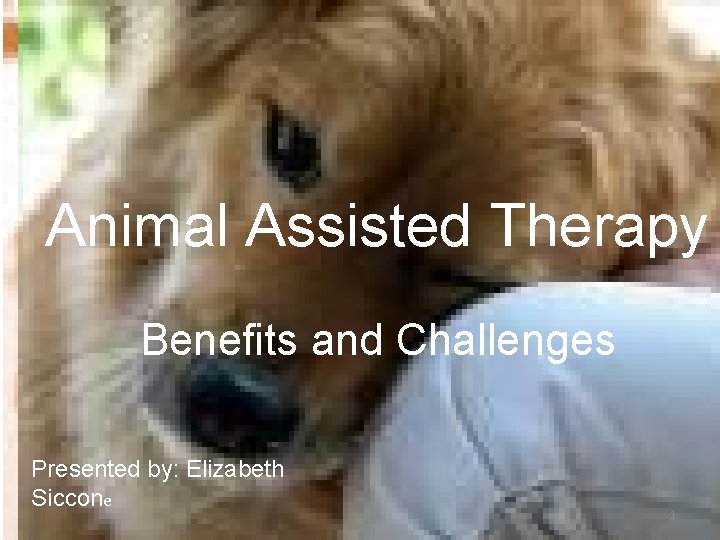 Animal Assisted Therapy Benefits and Challenges Presented by