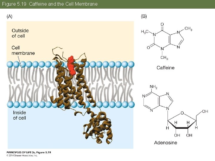 Cell Signaling Cell signaling cells can process information