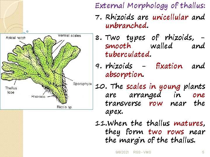 riccia Classification Systematic position Kingdom Plantae Chorophyll is