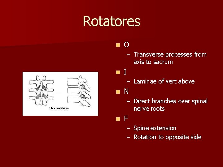 Thoracic and Lumbar Spine Anatomy Thoracic Vertebrae n