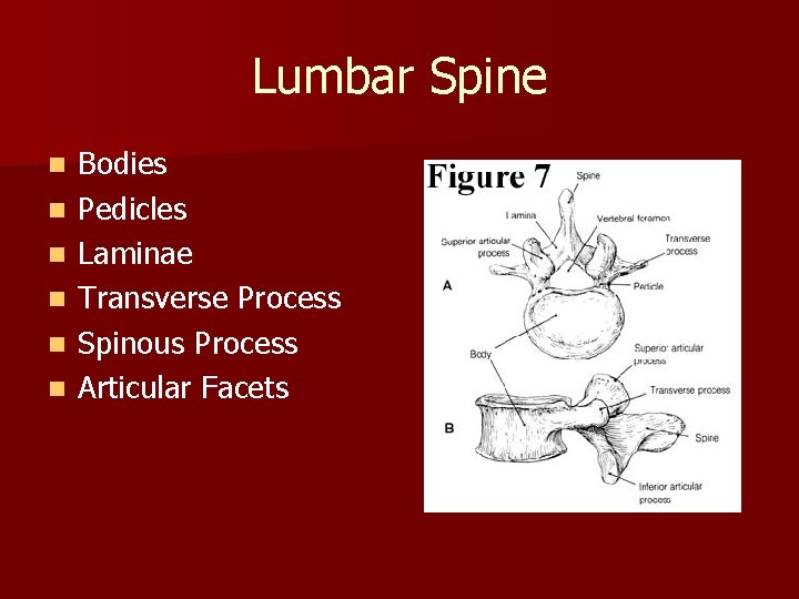 Thoracic and Lumbar Spine Anatomy Thoracic Vertebrae n