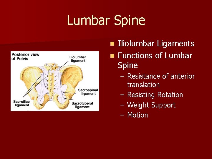 Thoracic and Lumbar Spine Anatomy Thoracic Vertebrae n