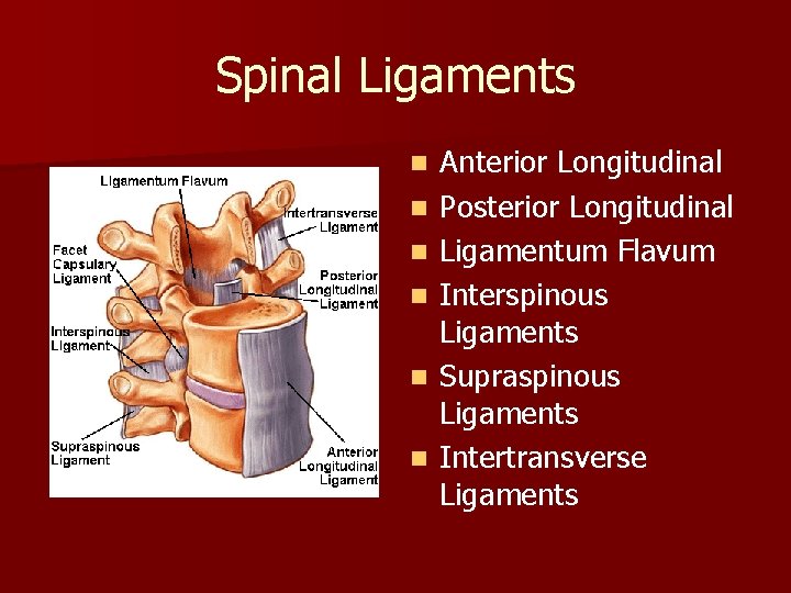 Thoracic and Lumbar Spine Anatomy Thoracic Vertebrae n