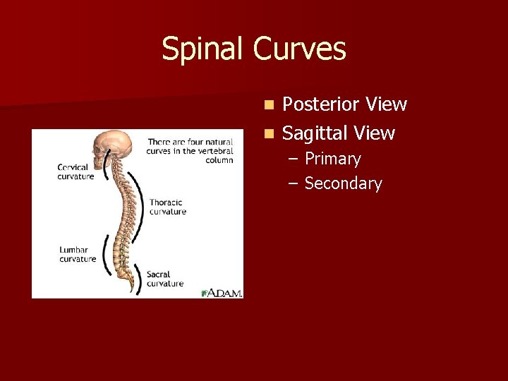Thoracic and Lumbar Spine Anatomy Thoracic Vertebrae n