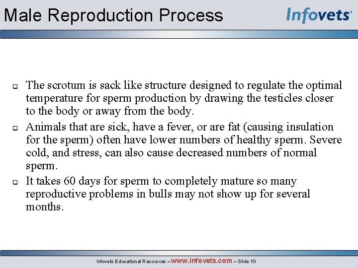 B 115 Male Reproductive Anatomy Physiology Lesson Outline