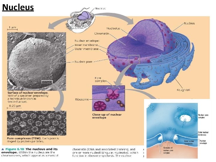 Prokaryotic Cell Plasma membrane Ribosomes Nucleoid Cell Wall