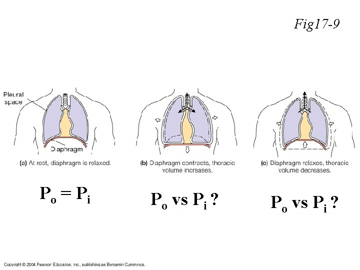 Ch 17 Mechanics of Breathing Functional division of