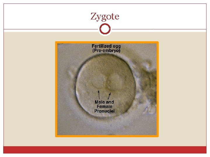 Physiology of pregnancy DR HANA ALZAMIL Objectives Fertilization