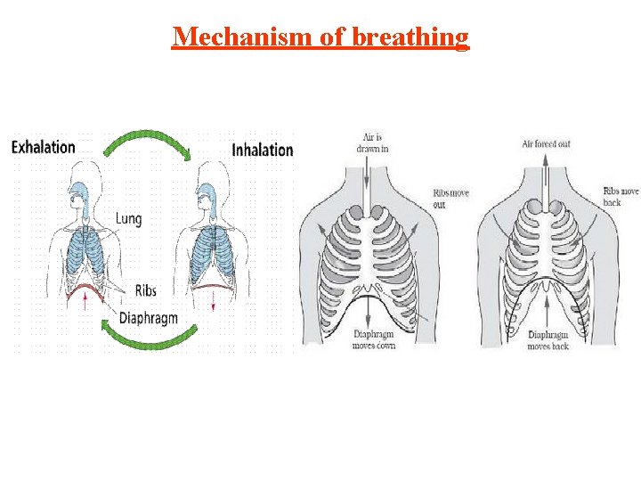CHAPTER 10 RESPIRATION IN ORGANISMS 1 Why do