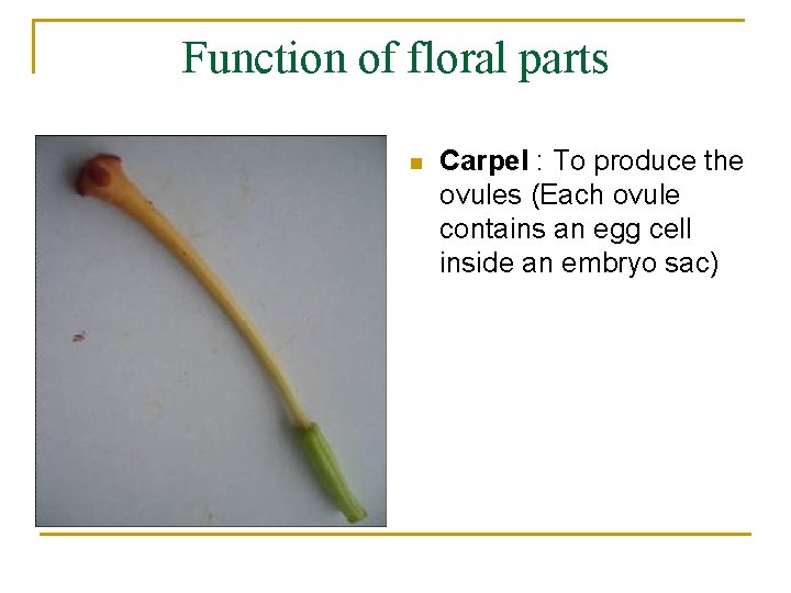 Sexual Reproduction of the Flowering Plant Learning objectives