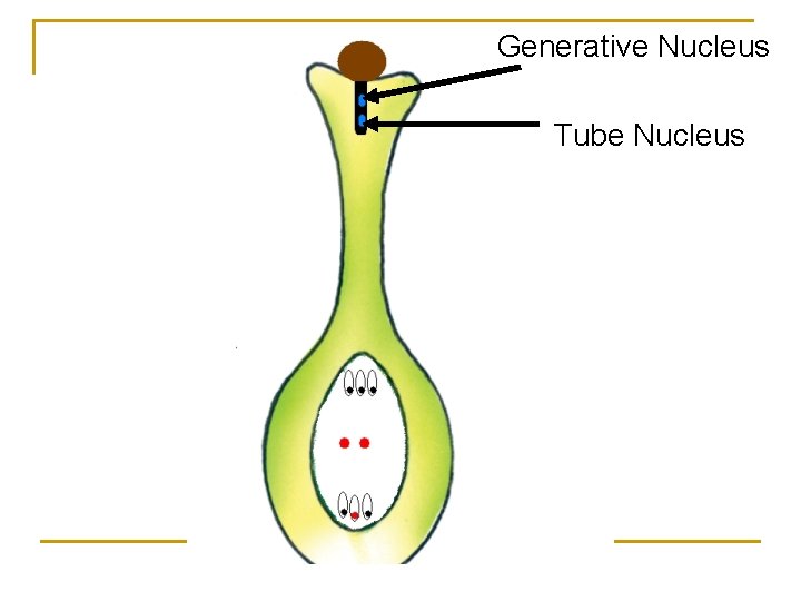 Sexual Reproduction of the Flowering Plant Learning objectives