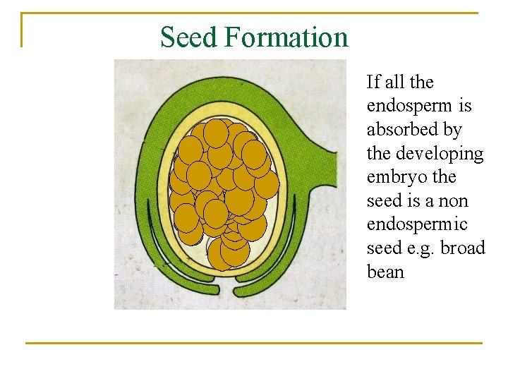 Sexual Reproduction of the Flowering Plant Learning objectives
