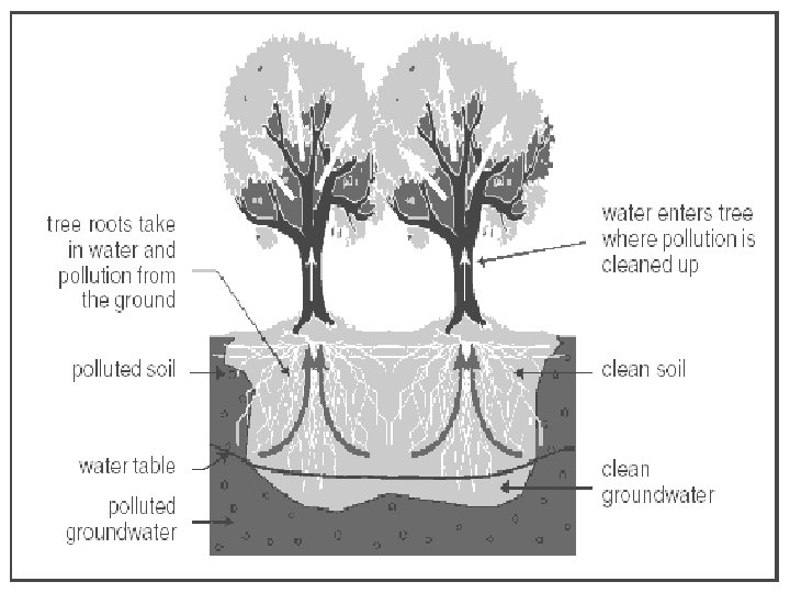 A Recent Technique for Contaminated Soils Bioremediation Kaan