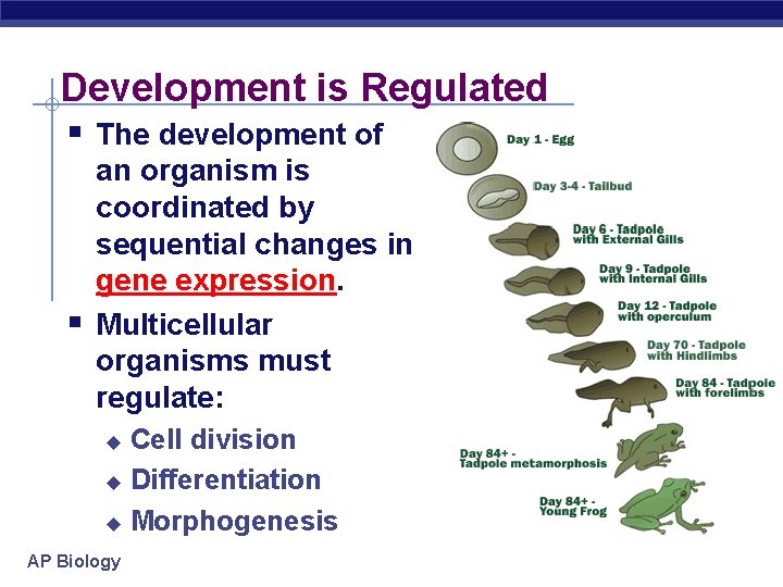 Development AP Biology Big Questions 1 How does