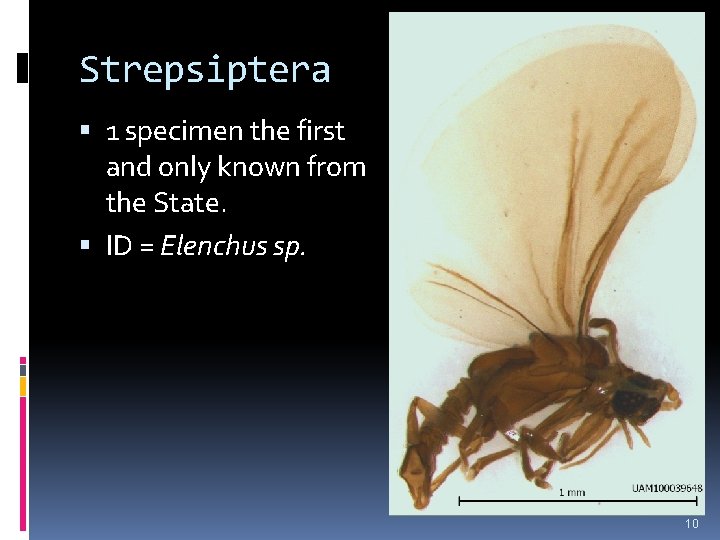 DOMINIQUE COLLETS CONTRIBUTION TO THE UAM INSECT COLLECTION