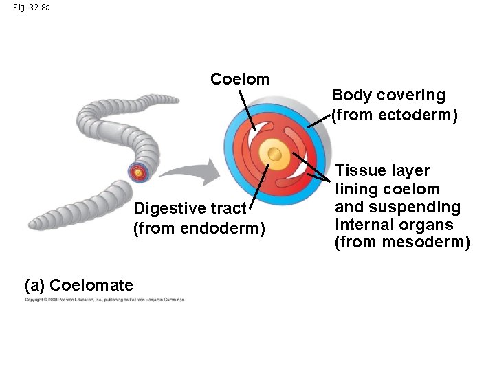 Correlative Body Systems Body Temperature Regulation Endothermy Using
