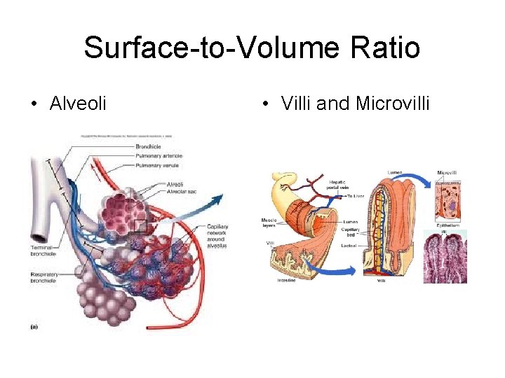 Correlative Body Systems Body Temperature Regulation Endothermy Using