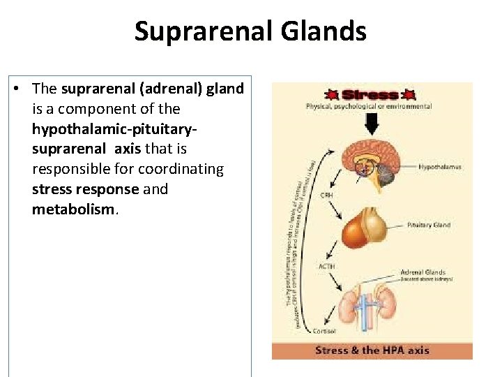 Adrenal Suprarenal Glands Anatomy Embryology Dr Zeenat Zaidi