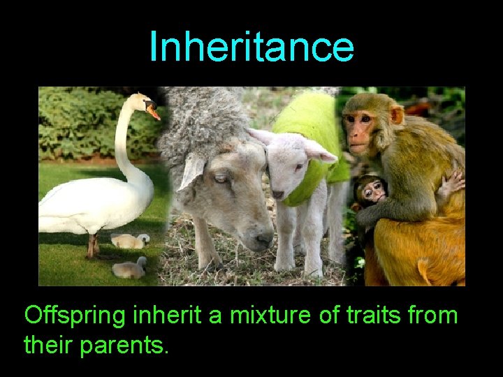 Speciation Learning Objectives Describe the 3 conditions necessary