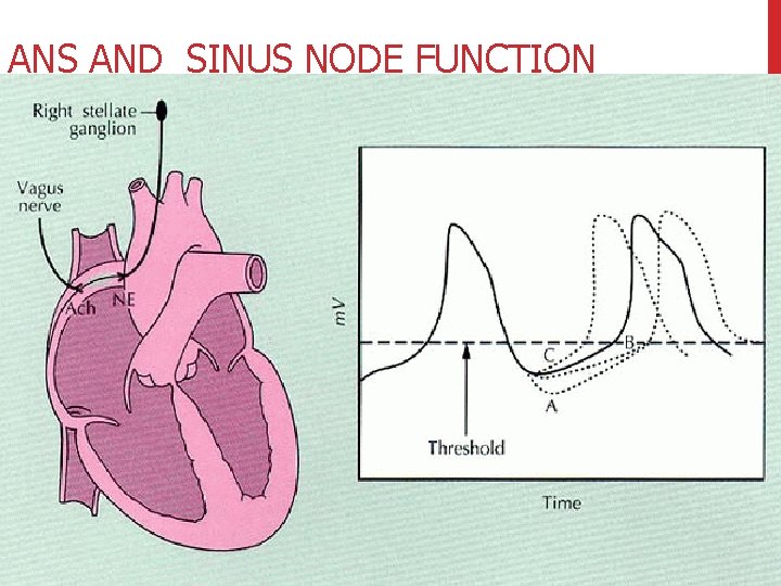 MECHANISMS OF CARDIAC ARRHYTHMIAS DR AMNA TAHIR PHYSIOLOGY