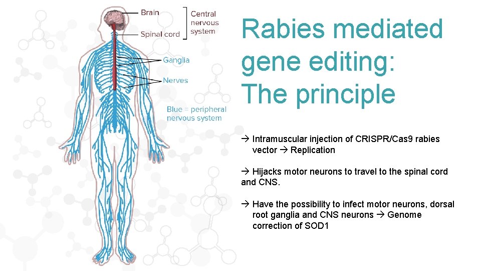 Rabies vector mediated gene therapy can stop the