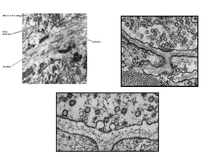 The effects of nerve stimulation and hemicholinium on