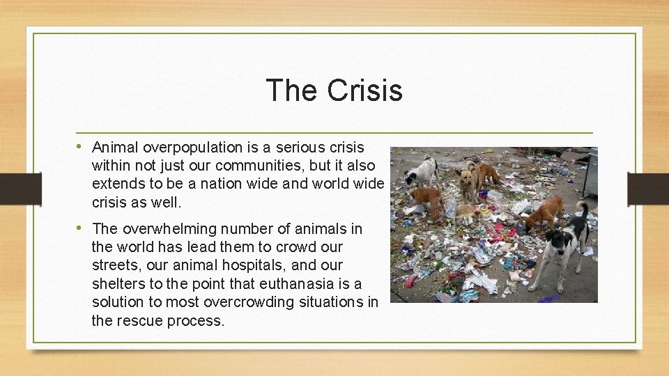 Animal Overpopulation MP Eng 350 17 The Crisis