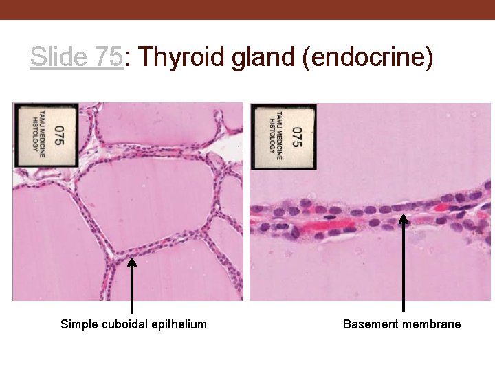 052 EPITHELIUM AND GLANDS Dr Larry Johnson Objectives