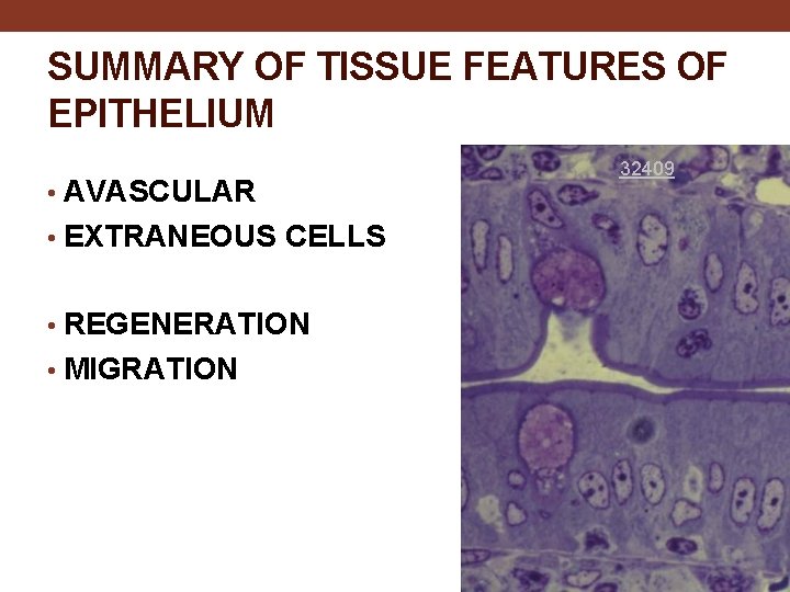 052 EPITHELIUM AND GLANDS Dr Larry Johnson Objectives