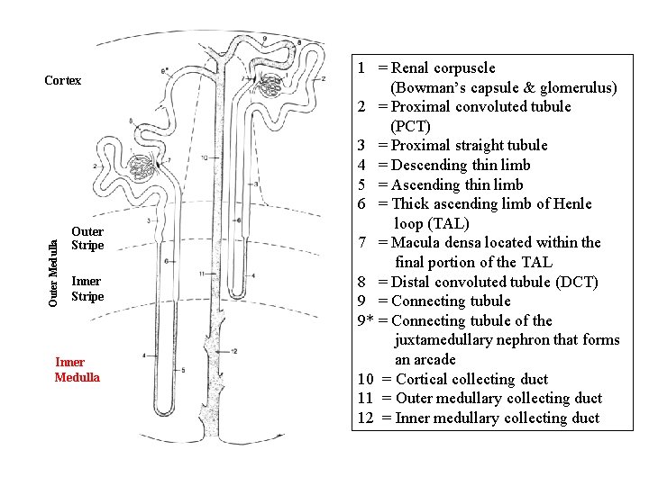 Adaptation of Kidney Medulla to Hypertonicity Function of