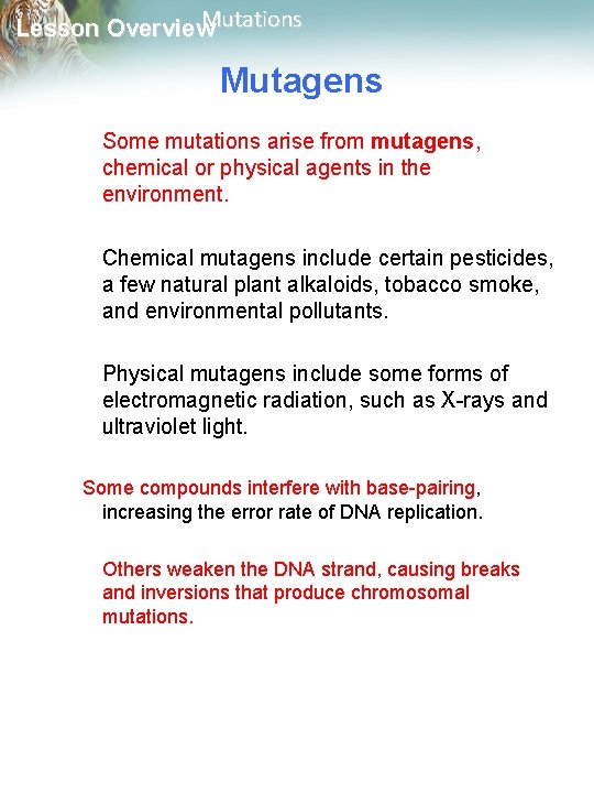 Mutations Lesson Overview 13 3 Mutations Mutations Lesson