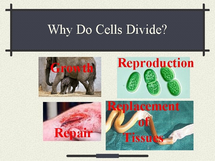 Why Do Cells Divide Growth Repair Reproduction Replacement