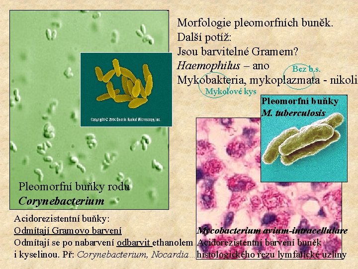 vod ke cvienm Mikrobiologie Andrea Teshim Podzim 2012