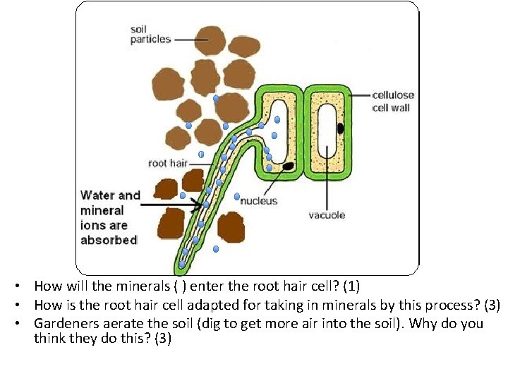 1 4 Membrane Transport Understanding Particles move across