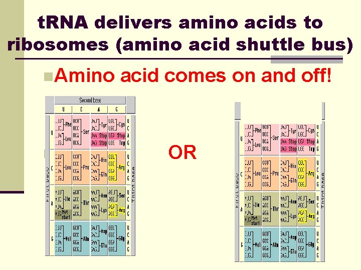 Making Proteins Translation Lecture 11 Honors Biology Ms