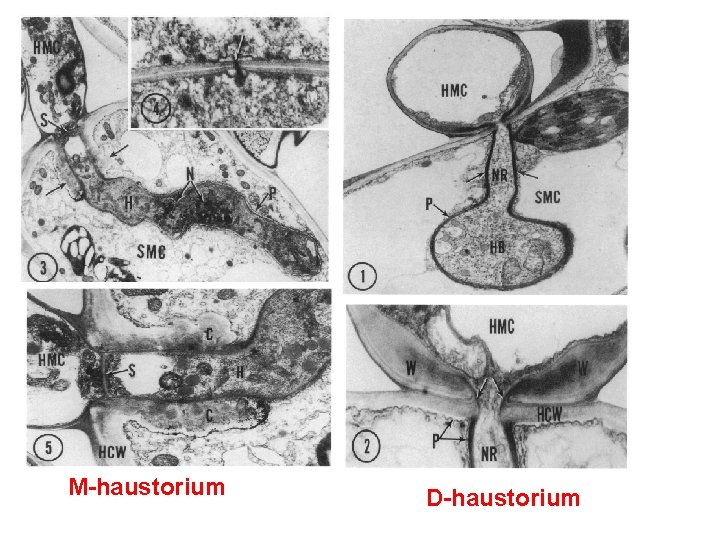 HOSTPARASITE RELATIONSHIP By Prof Dr Zakaria Awad Mohamed