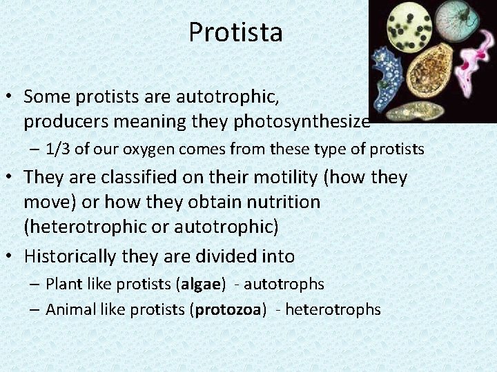 kingdom Protista Protista Archaebacteria Eubacteria Protist Domain Archaea