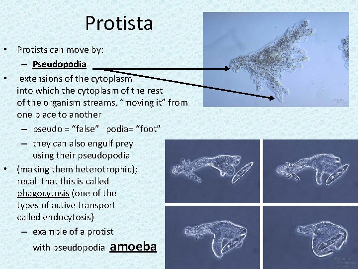 kingdom Protista Protista Archaebacteria Eubacteria Protist Domain Archaea