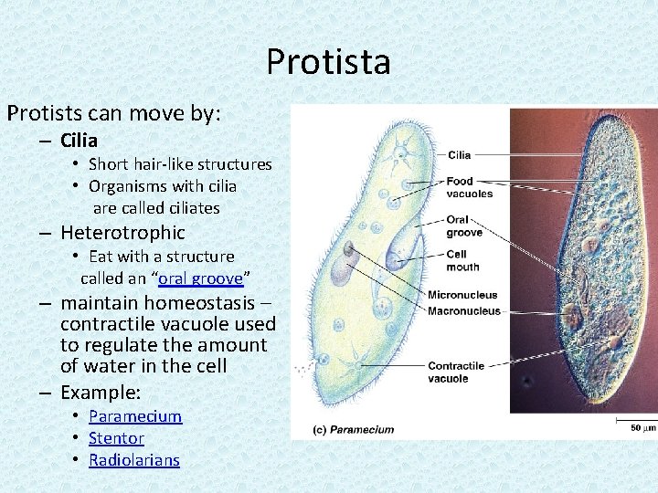kingdom Protista Protista Archaebacteria Eubacteria Protist Domain Archaea