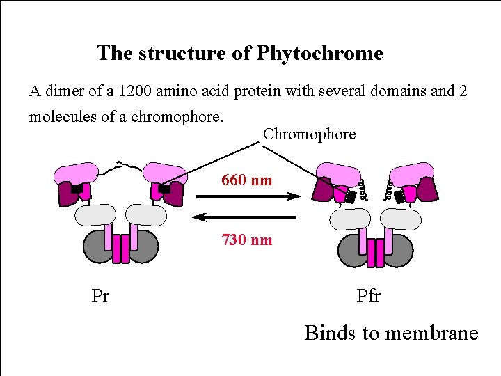 Signal Transduction Pathways Signal Transduction Pathways link cellular