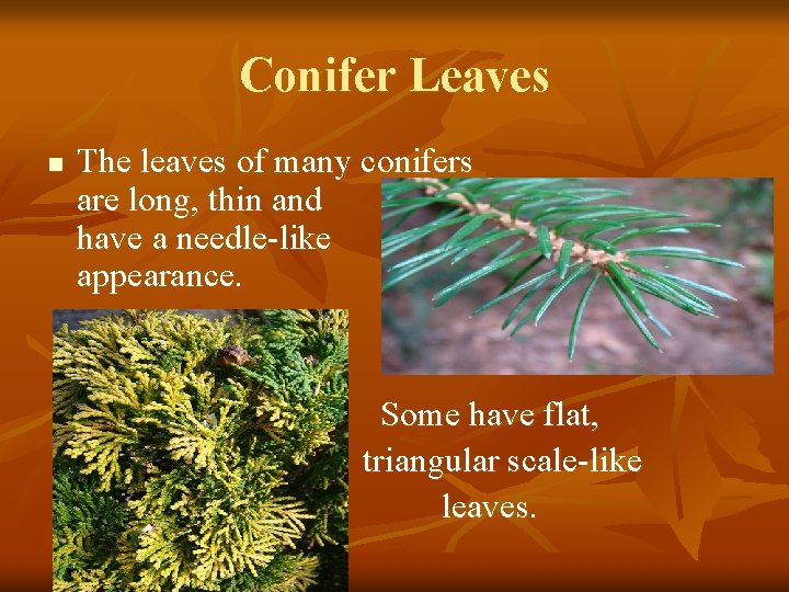 Sustainable Resources 1112 Forestry Unit Introduction to Trees